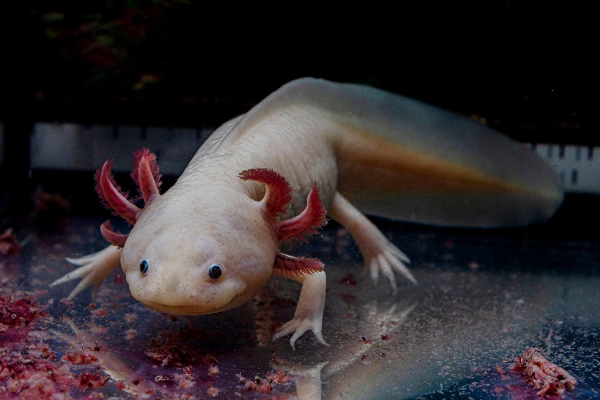 Meet the Axolotl: The Jungle’s Magical Water Creature – Jungle Jams